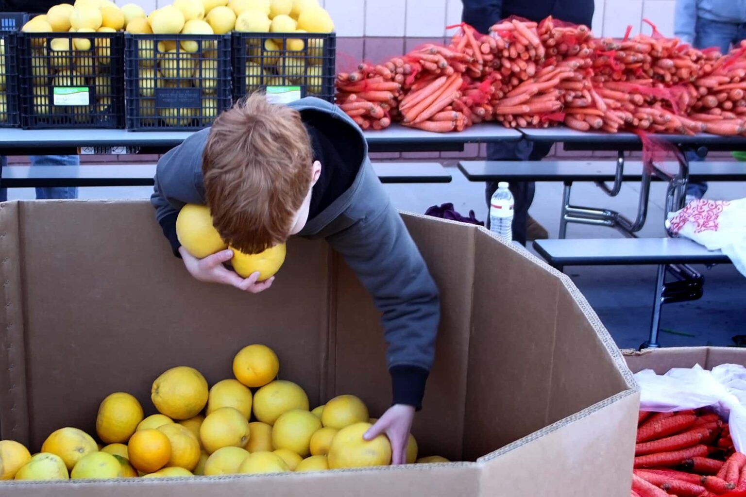 Citrus Gleaning Seasonal | St. Mary's Food Bank